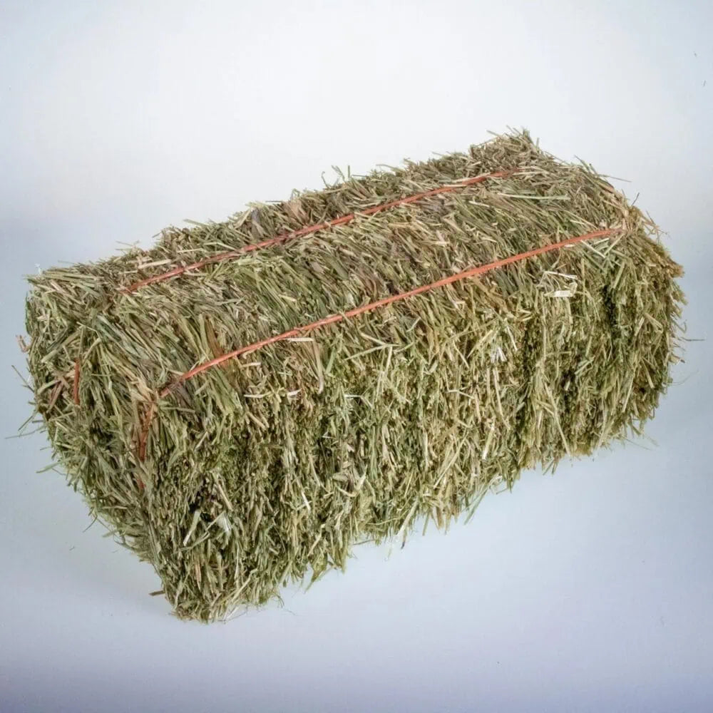 Rye Grass Hay – Petstock Country Brindabella